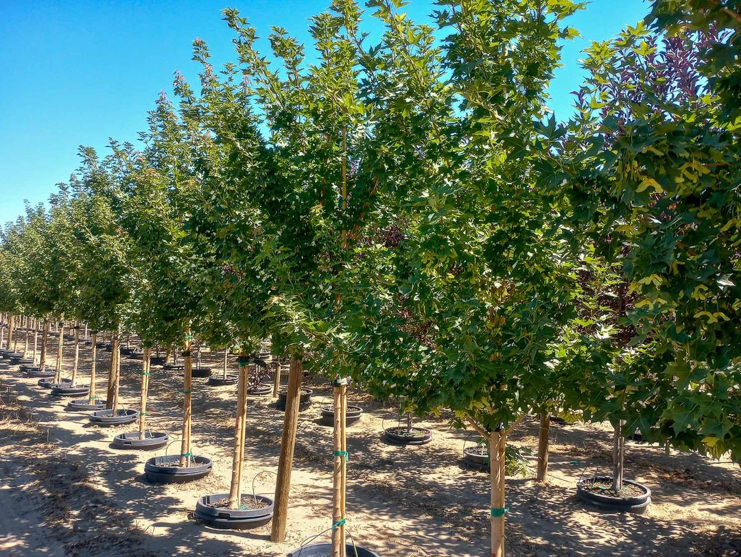 Urban Sunset Maple Tree | Garden Gate Nursery